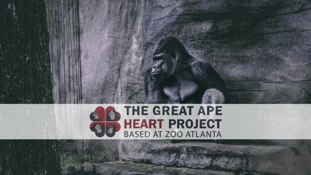 Customer Story: Great Ape Heart Project Uses Prelude in Registry Study